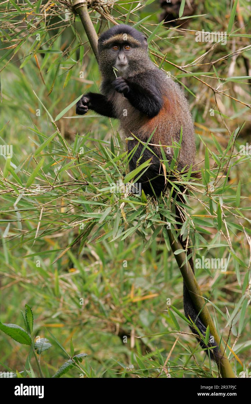 Golden Monkey (Cercopithecus mitis kandti) adult feeding in bamboo ...