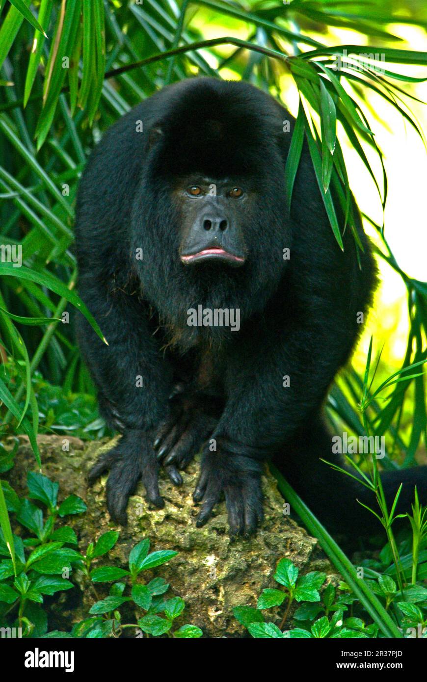 Black Howler (Alouatta caraya) Monkey adult male, sitting Stock Photo ...