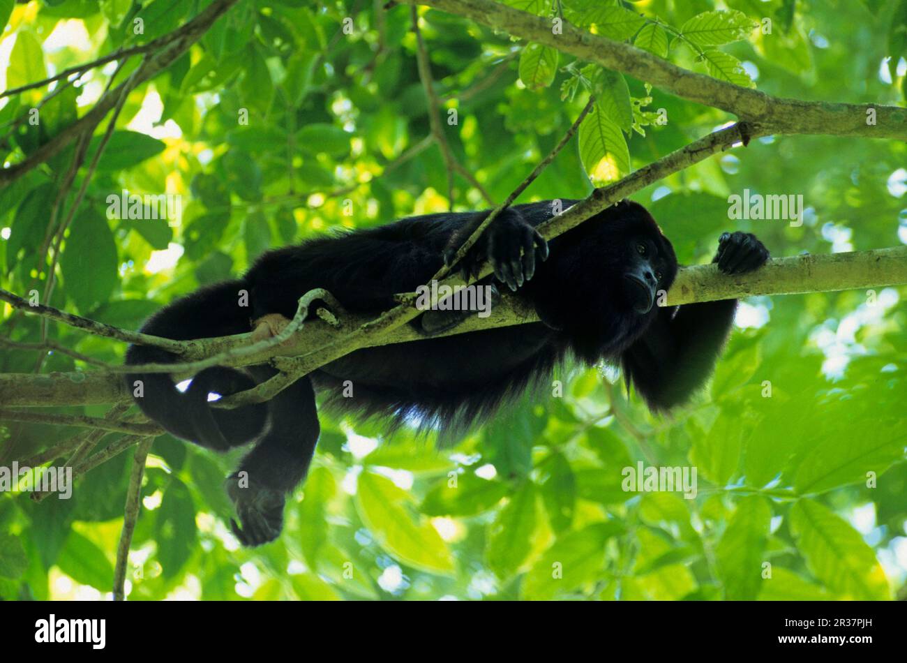 Guatemalan black howlers (Alouatta pigra), Monkeys, Capuchins, Primates ...