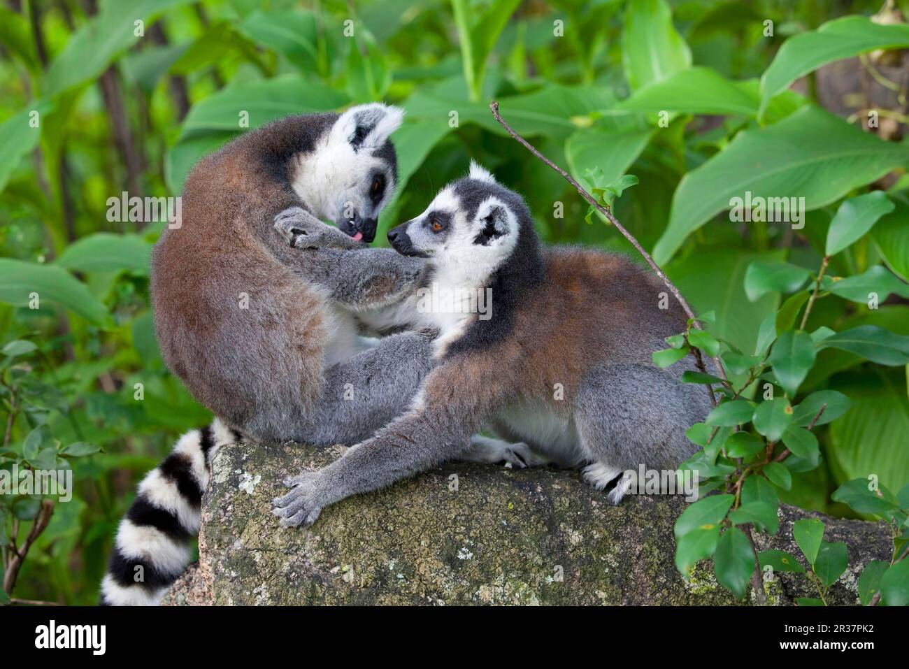 Ring-tailed lemur (Lemur catta) two adults, mutual grooming, Anja ...