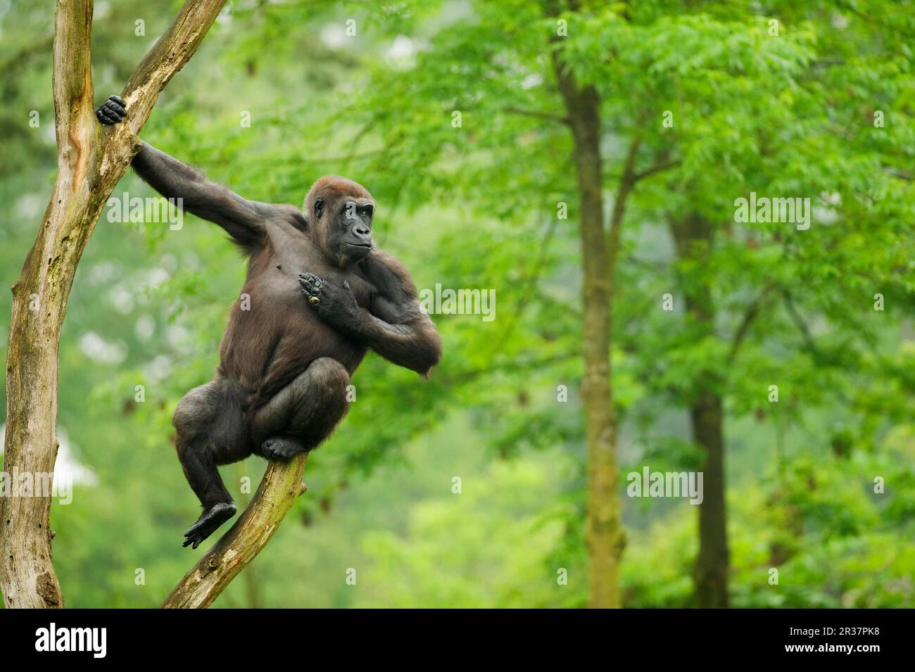 Western lowland gorilla, Western lowland gorillas (Gorilla gorilla ...