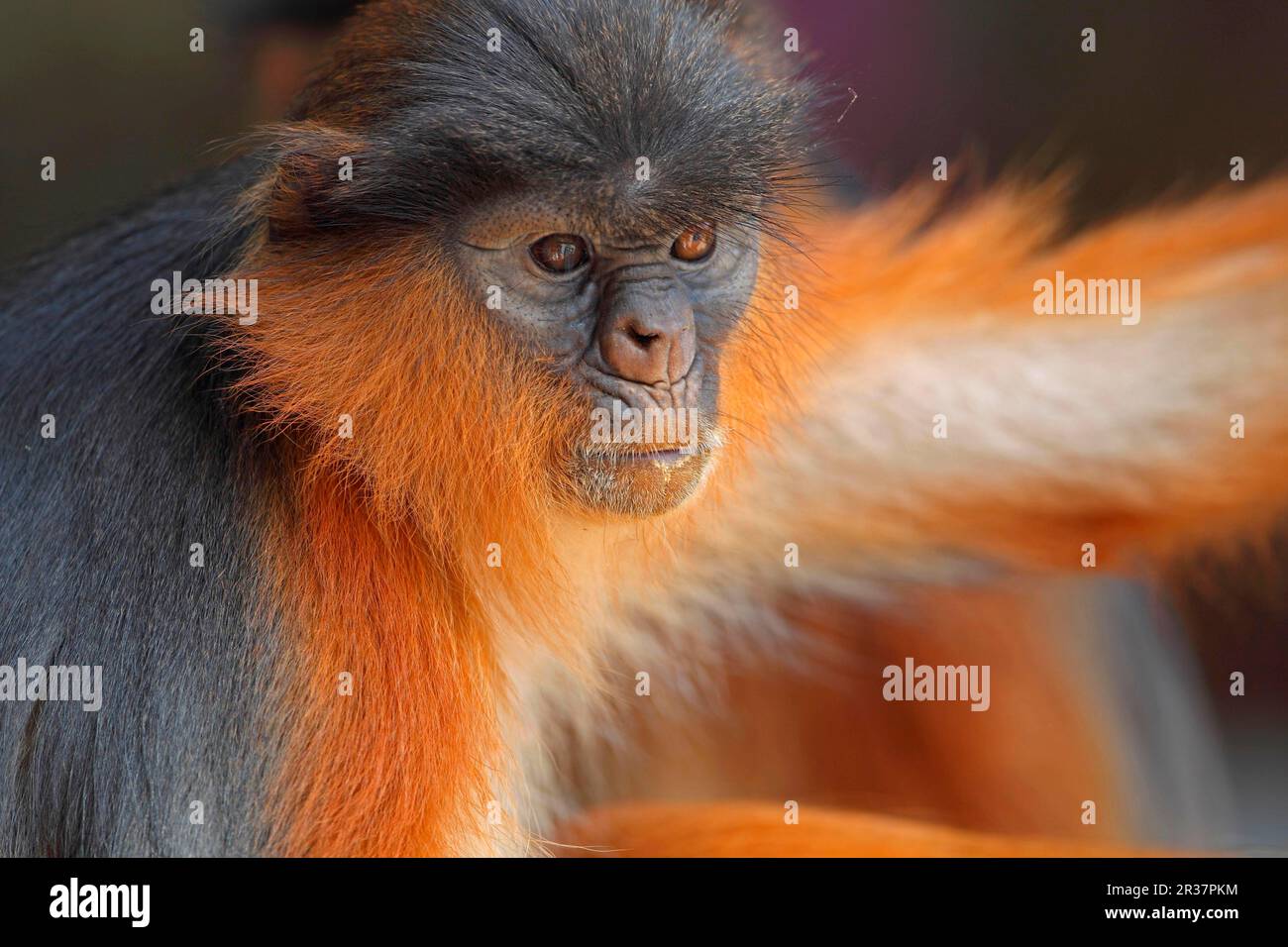Western Red Colobus (Procolobus badius) adult, close-up of head, Gambia ...