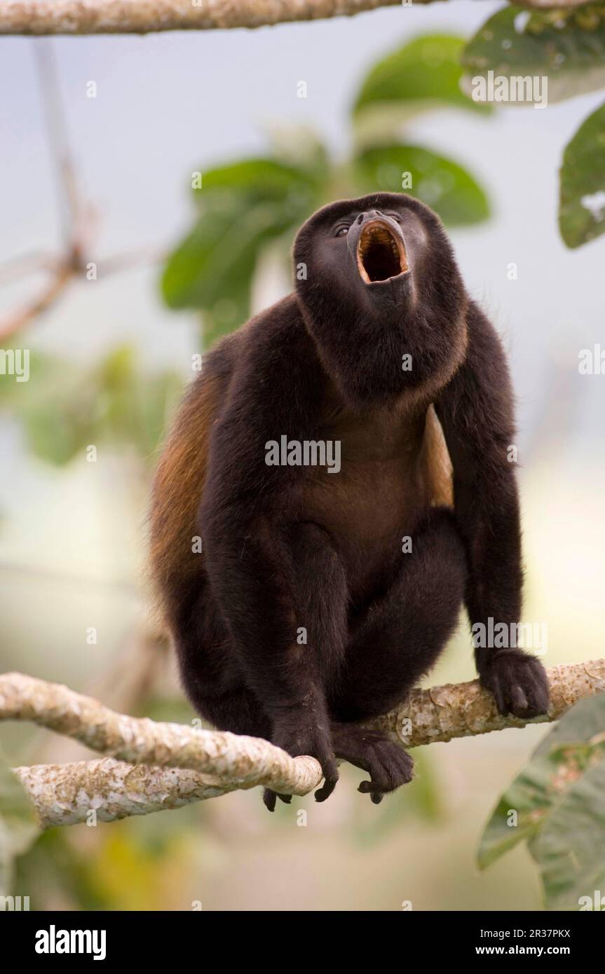 Mantled howlers, Mantled Howler Monkeys, Monkeys, Capuchins, Primates ...