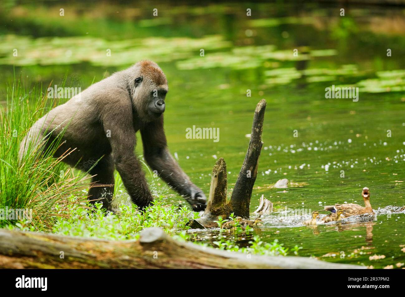 Western lowland gorilla (Gorilla gorilla gorilla), subadult male ...