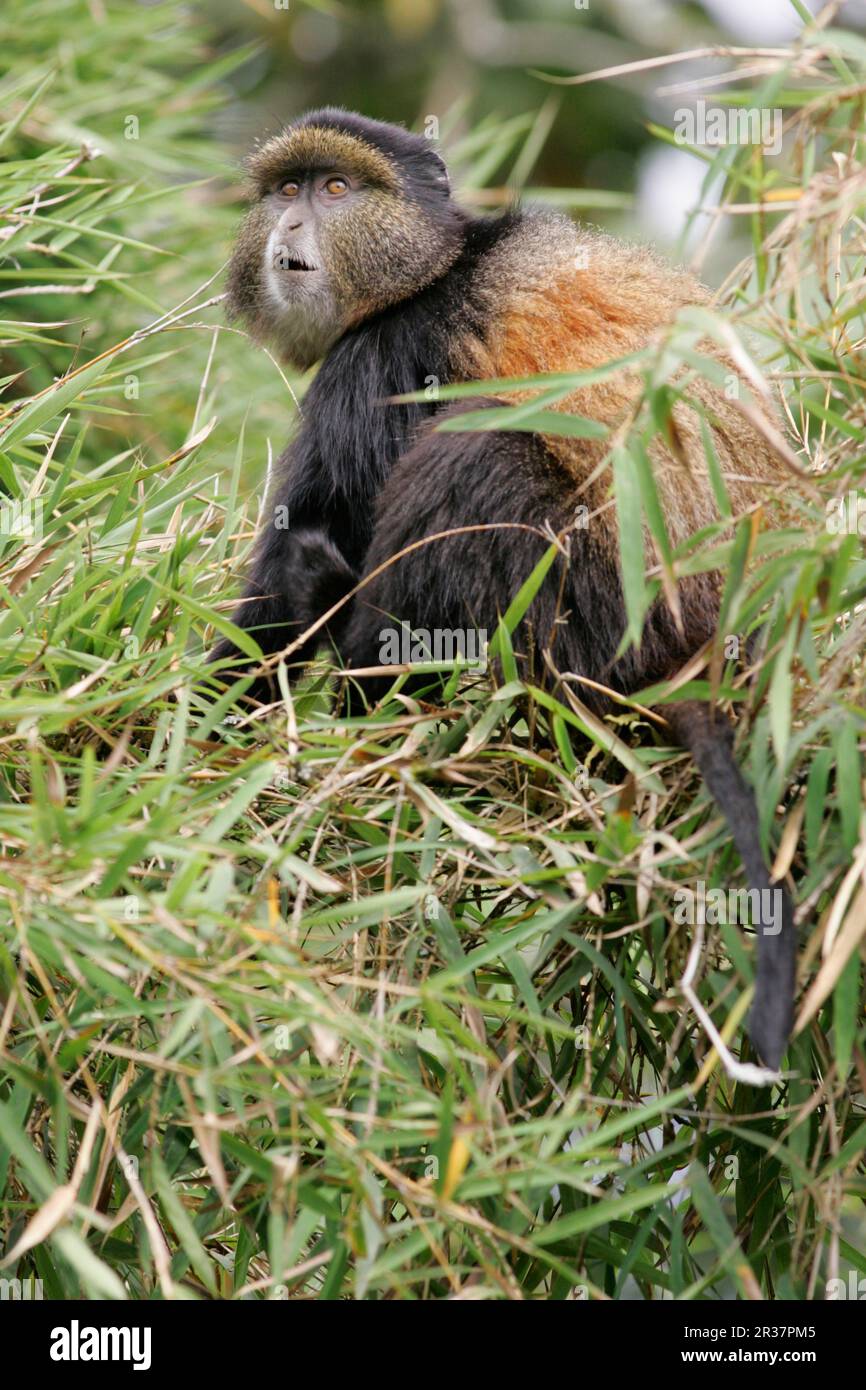 Golden Monkey (Cercopithecus mitis kandti) adult in bamboo, Parc ...
