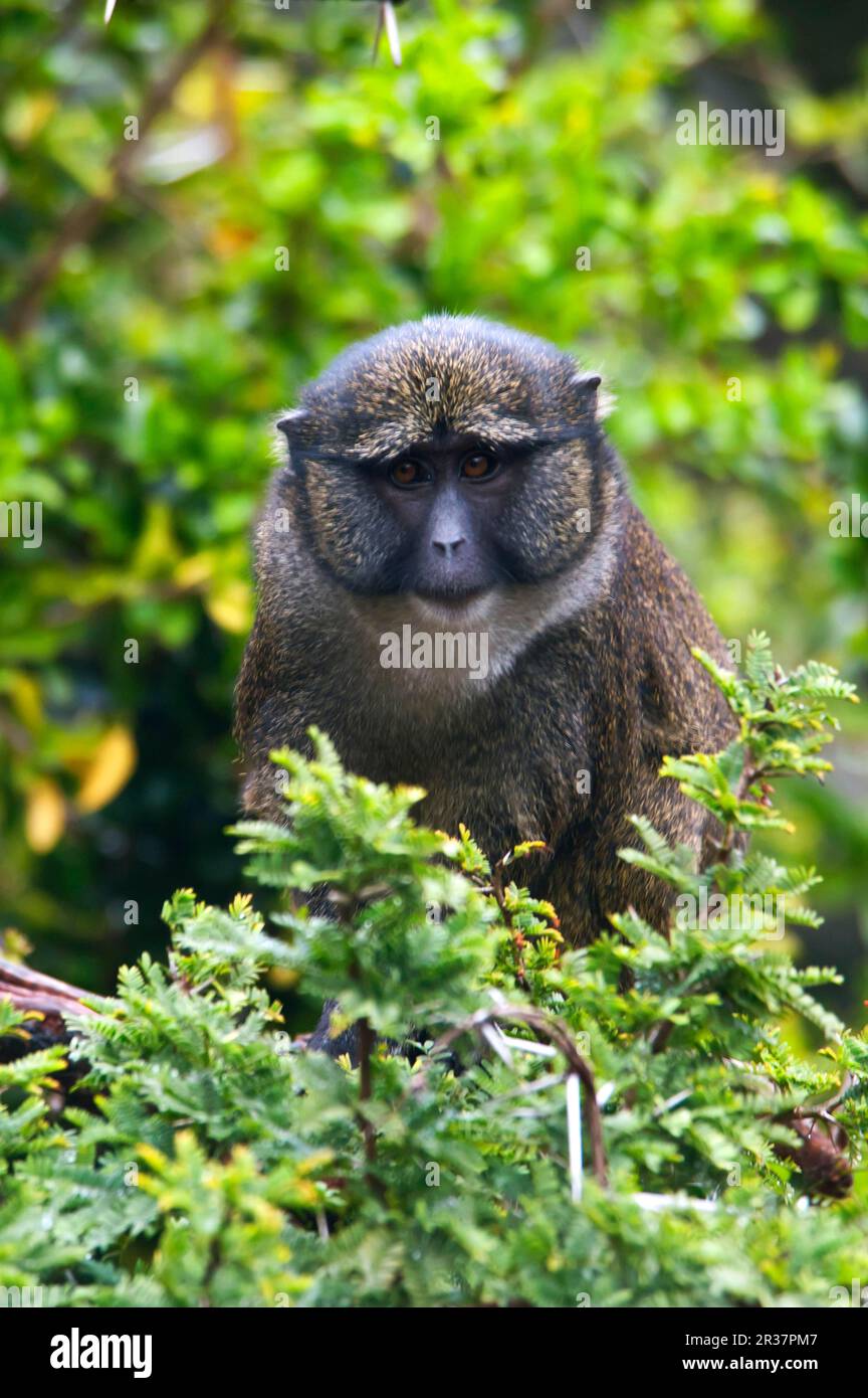 Allen's swamp monkey (Allenopithecus nigroviridis), swamp monkeys ...