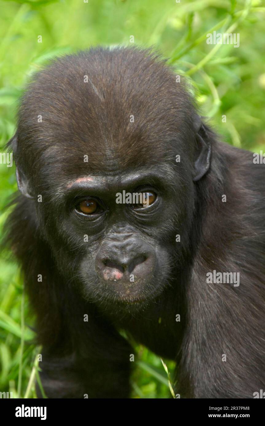 Western lowland gorilla, Western lowland gorillas (Gorilla gorilla ...
