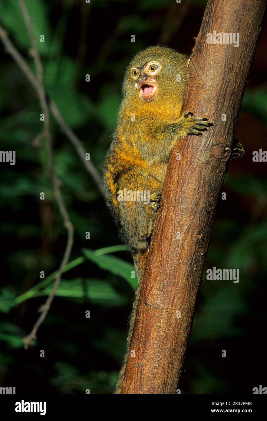 Pygmy marmoset (Cebuella pygmaea), pygmy marmoset, monkeys, marmosets ...