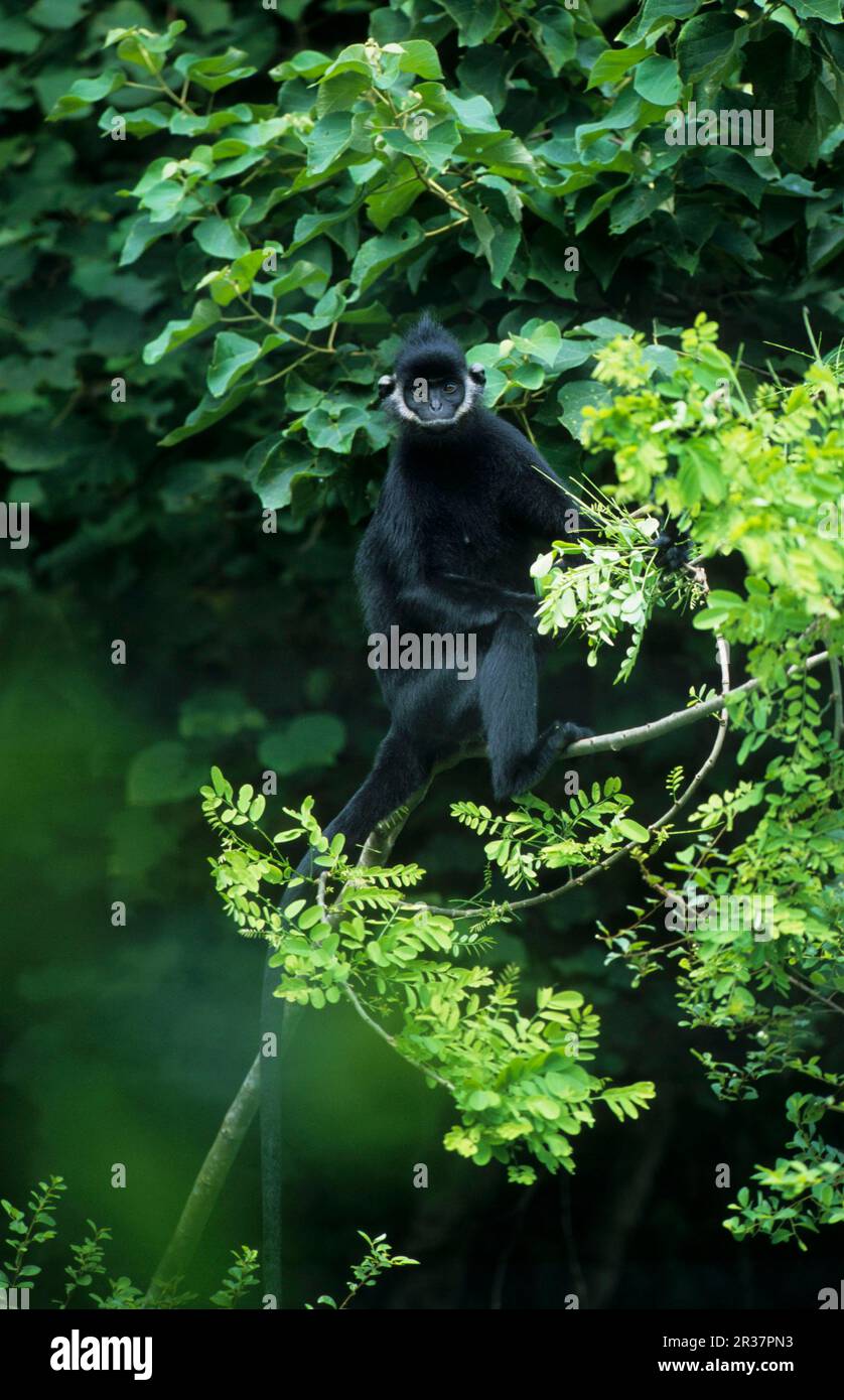 Laotian langur (Trachypithecus laotum), Laos Langur, Southern Black ...