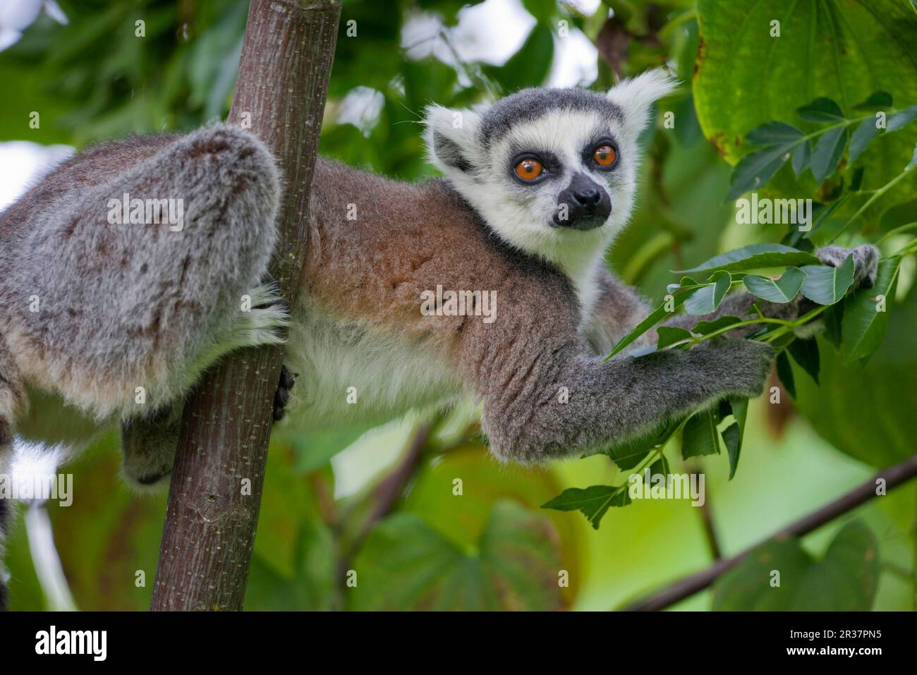 Adult ring-tailed lemur (Lemur catta), feeding on the leaves of a tree ...