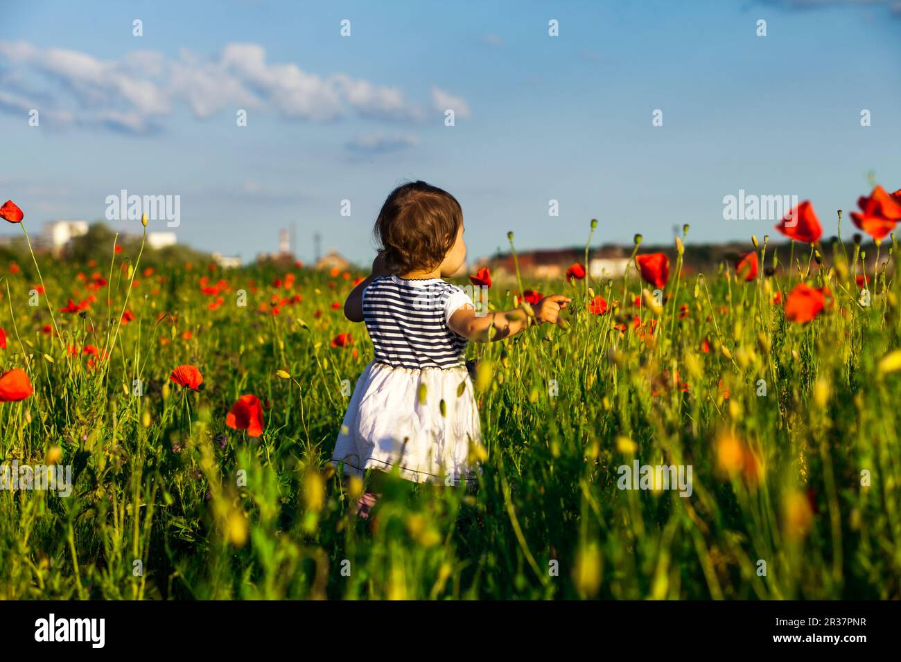 Girl in poppies Stock Photo - Alamy