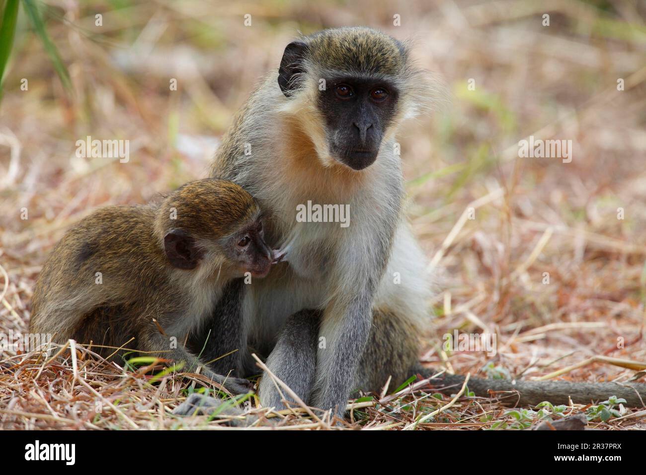 Western vervet monkey, Western vervet monkeys, Monkeys, Mammals ...