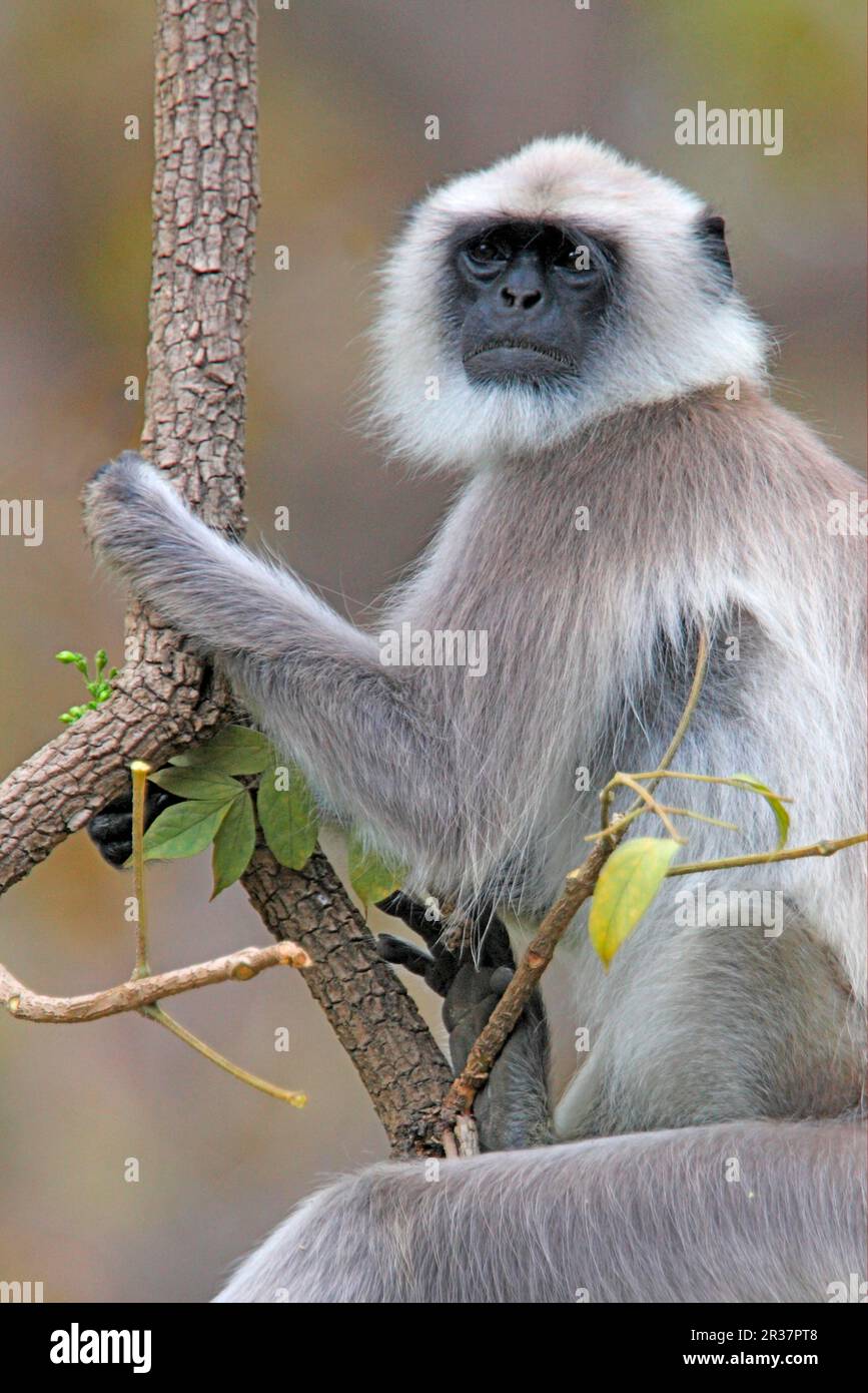 Common Langur (Semnopithecus entellus) adult male, sitting on branch ...