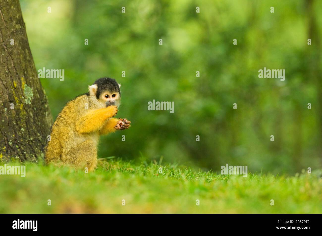 Black-headed squirrel monkey, Black-headed squirrel monkey, Bolivian ...