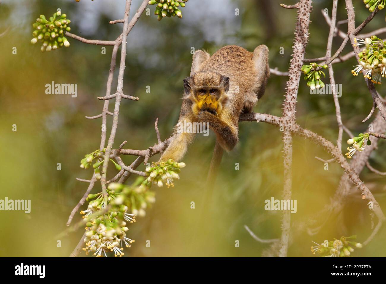Callithrix Monkey (Cercopithecus sabaeus) adult, with pollen on face ...