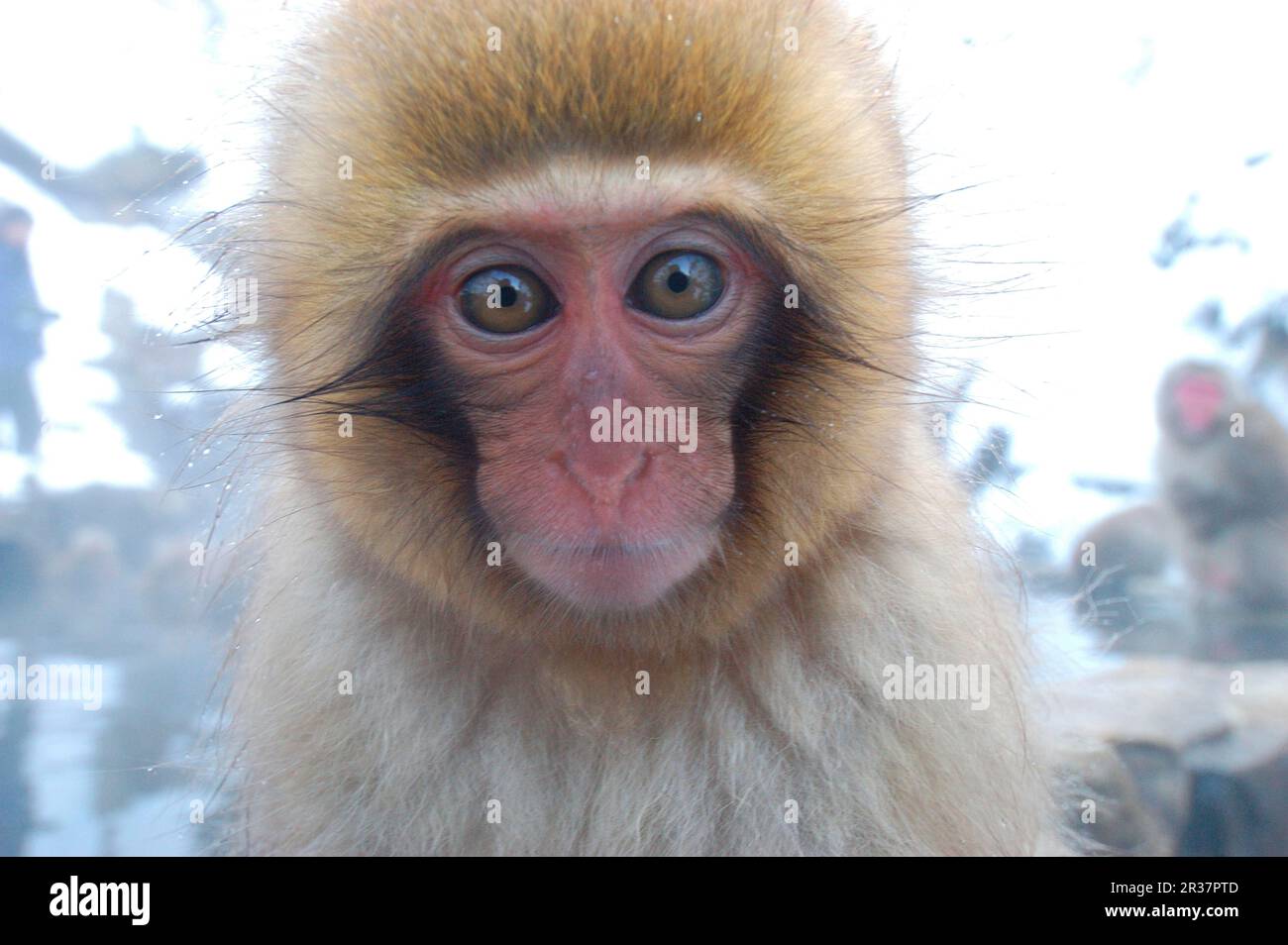 Red-faced macaque, Red-faced macaque, japanese macaque (Macaca fuscata ...