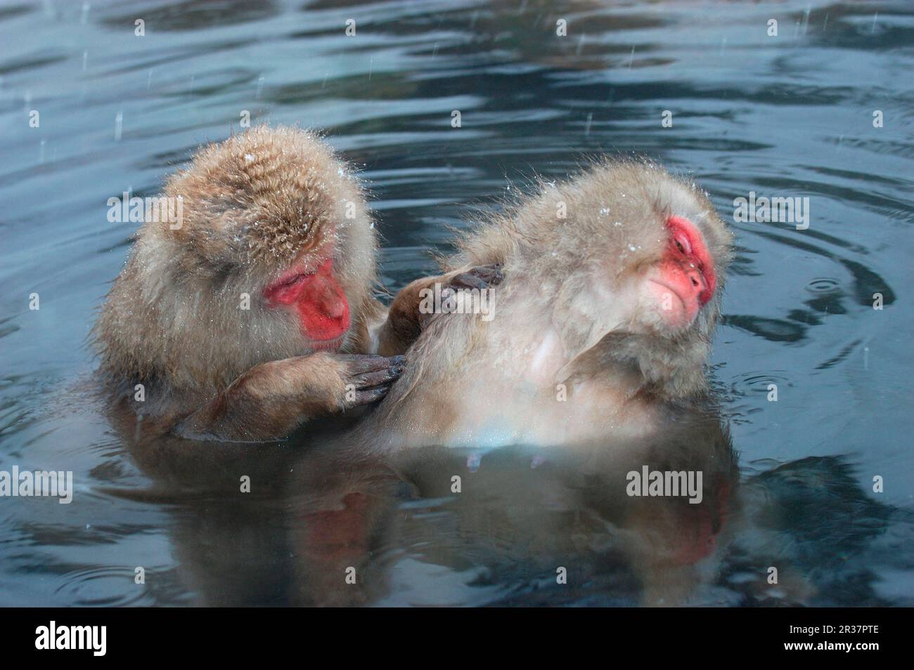 Red faced macaque hi-res stock photography and images - Alamy