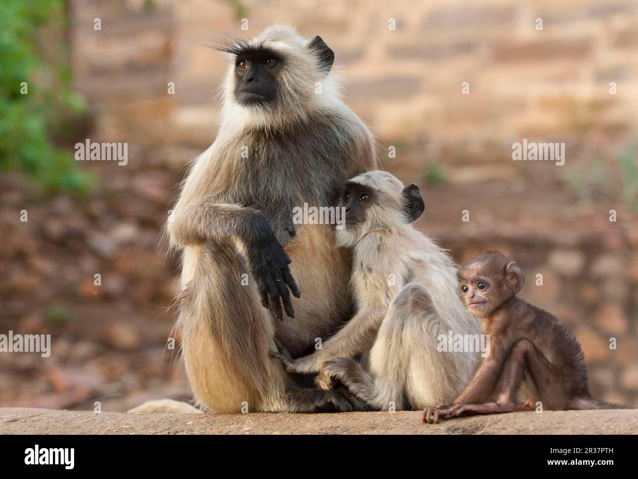Common northern plains gray langur (Semnopithecus entellus), adult ...