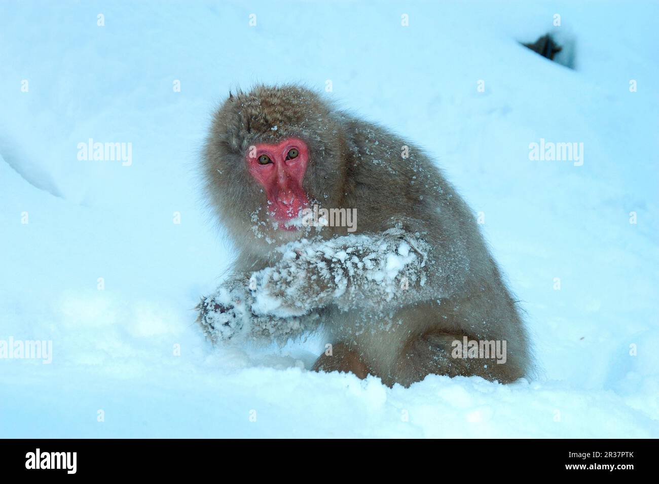 Red-faced macaque, Red-faced macaque, japanese macaque (Macaca fuscata ...