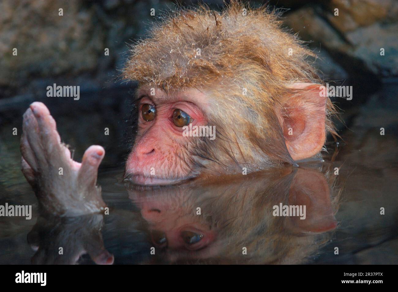 Red-faced macaque, Red-faced macaque, japanese macaque (Macaca fuscata ...