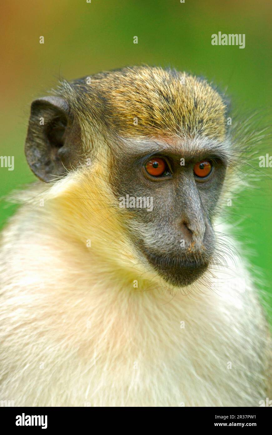 Cercopithecus sabaeus hi-res stock photography and images - Alamy