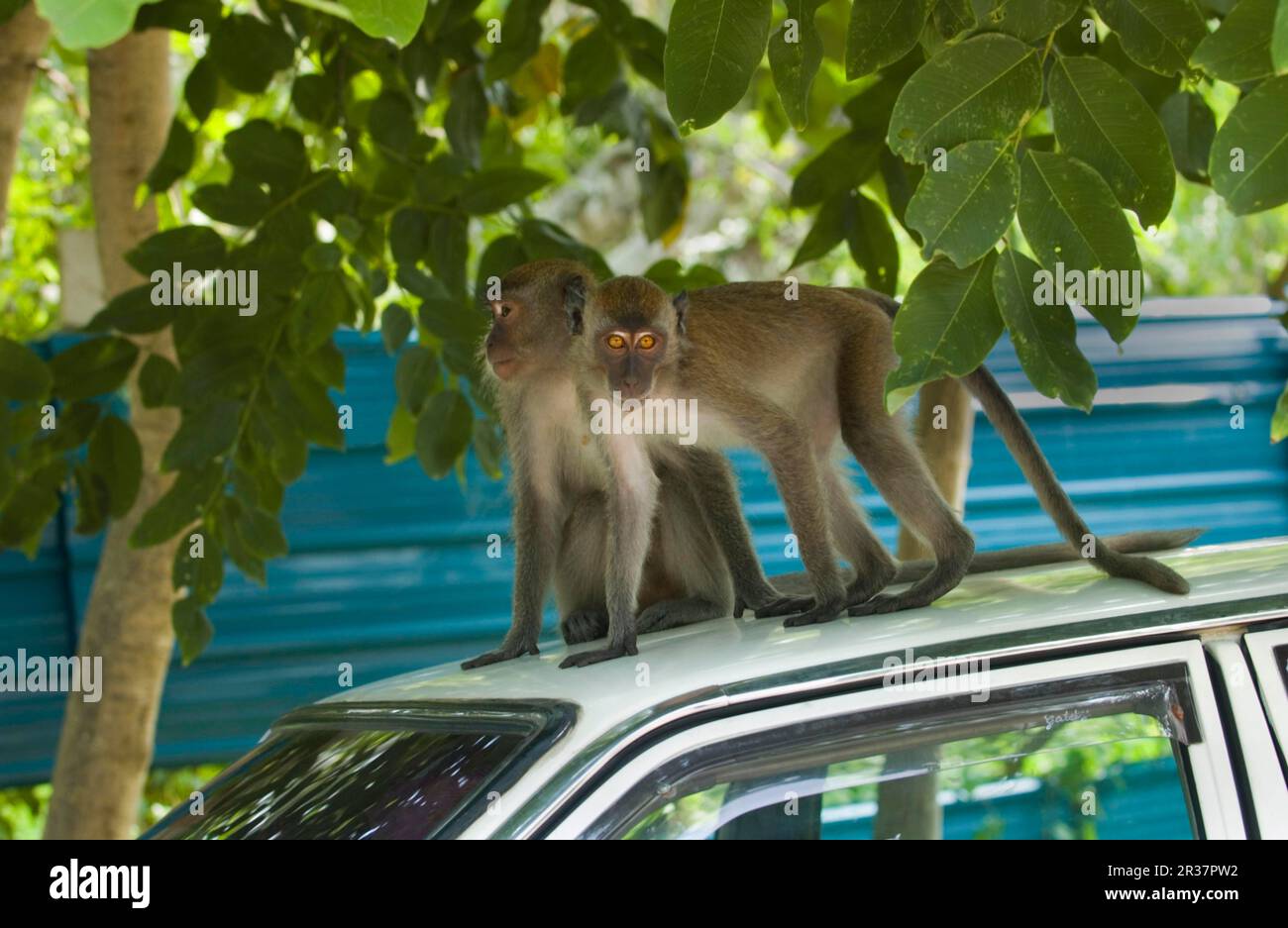 Crab-eating macaques (Macaca fascicularis), Crab-eating macaque ...