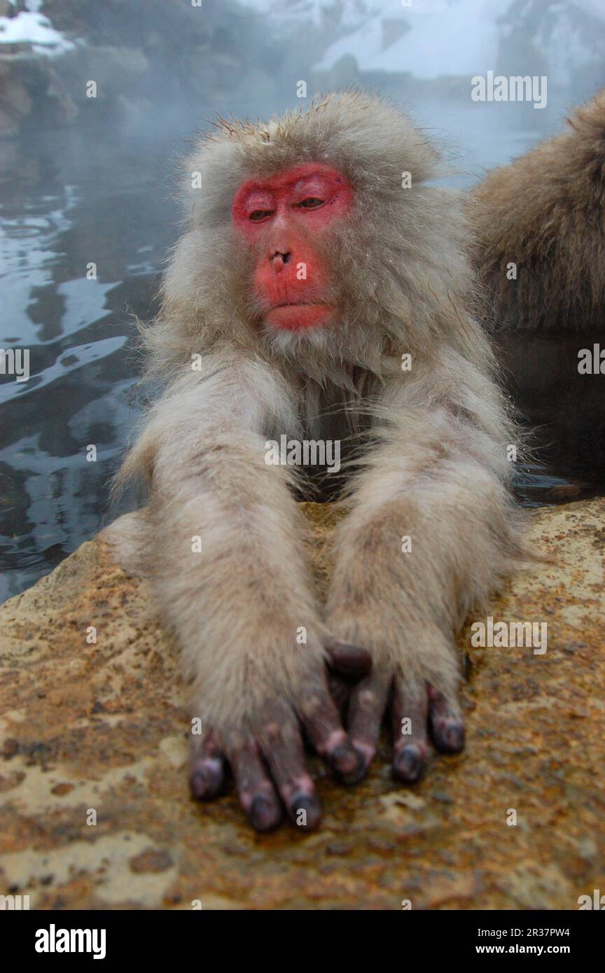 Red-faced macaque, Red-faced macaque, japanese macaque (Macaca fuscata ...