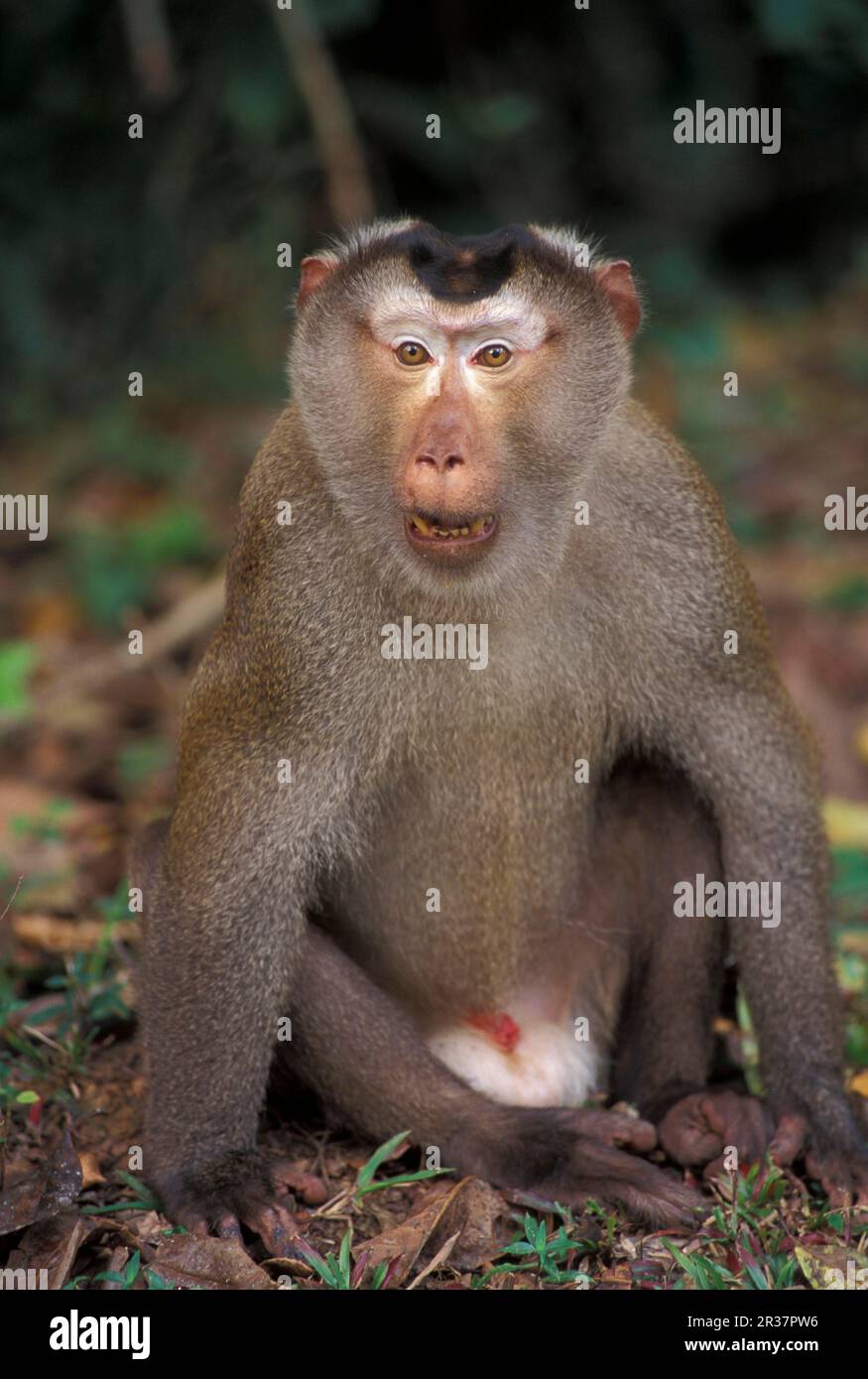 Southern pig-tailed macaque (Macaca nemestrina) Adult male, sitting ...