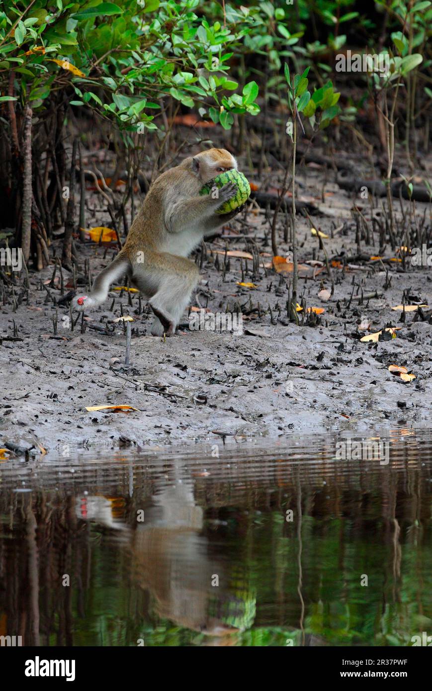 Crab-eating macaques (Macaca fascicularis), Javanese monkeys, Long-tailed macaque, Monkeys ...