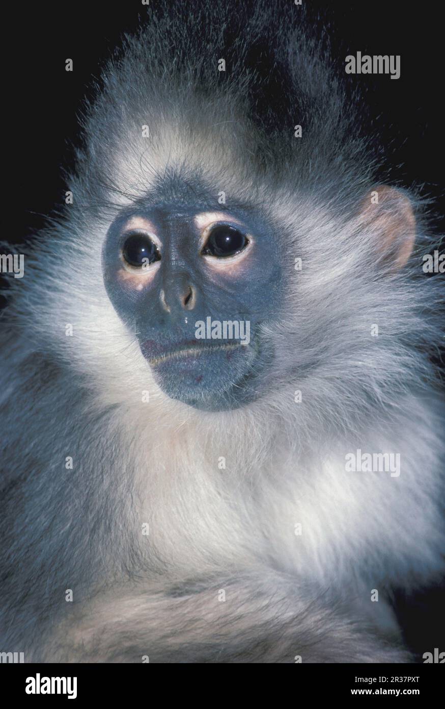 Femoralis, banded langur, banded langur, banded langurs (Semnopithecus ...