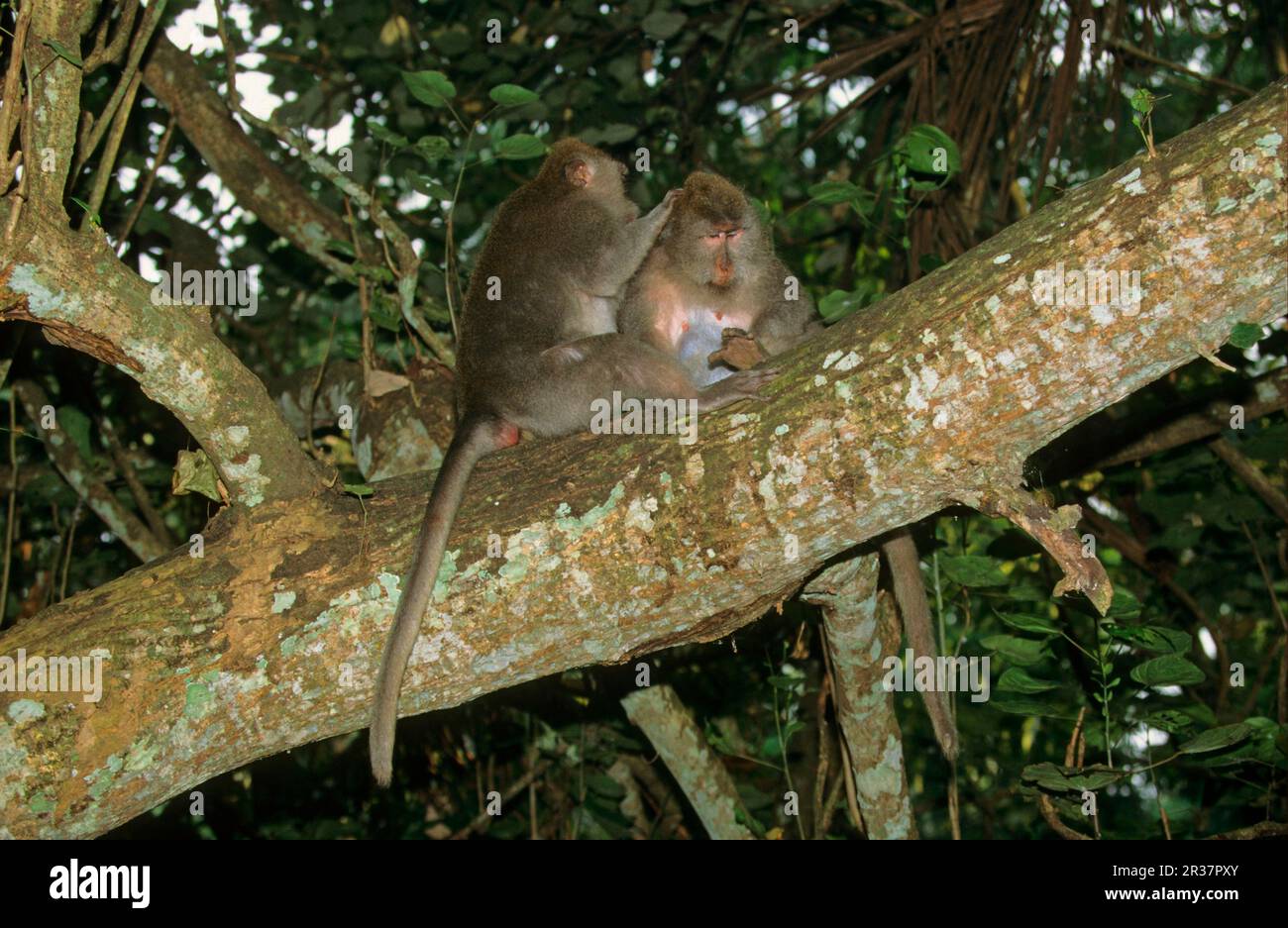 Crab-eating macaques (Macaca fascicularis), Javanese monkeys, Long ...