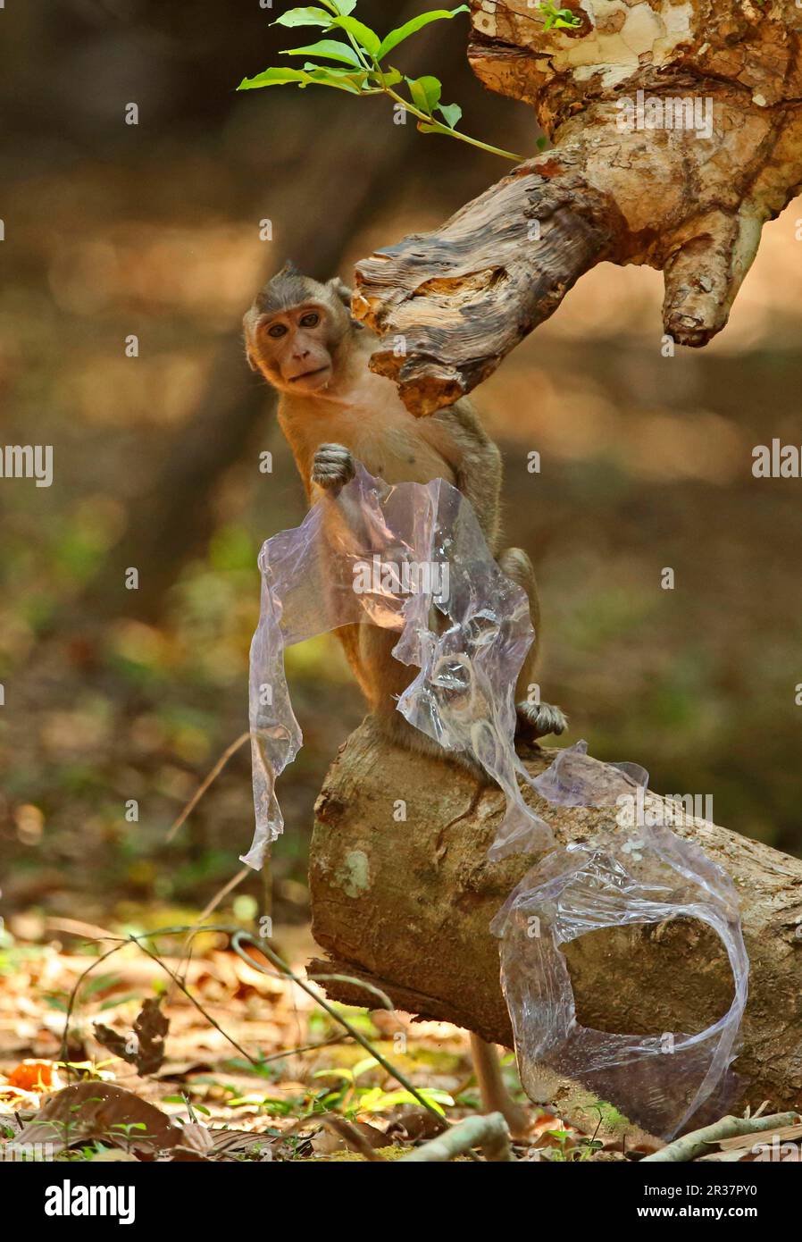 Crab-eating macaques (Macaca fascicularis), Javanese monkeys, Long ...
