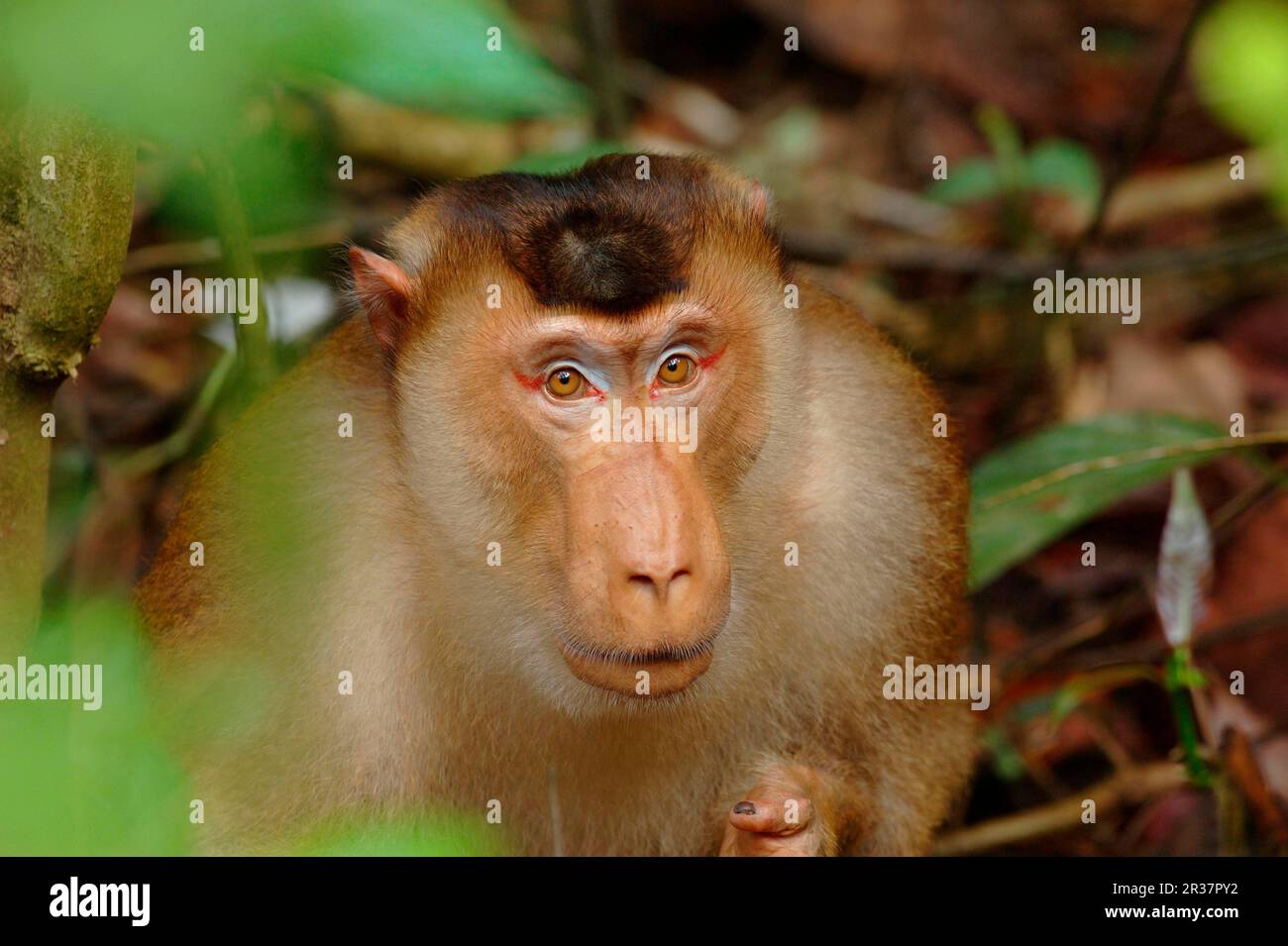 Southern Pig-tailed Macaque (Macaca nemestrina) adult male, in primary ...