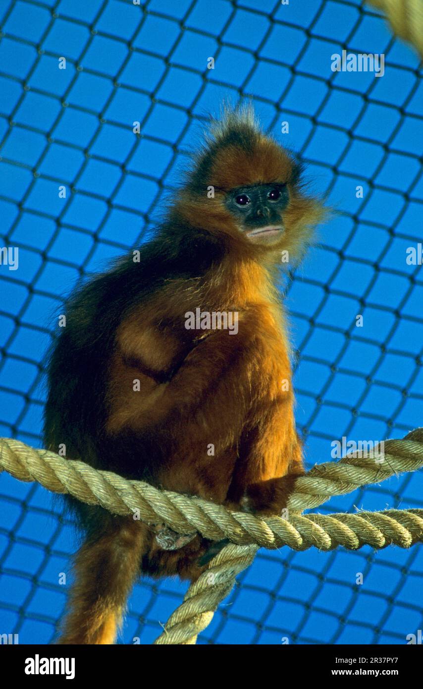 Maroon leaf monkey (Presbytis rubicunda), Maroon langurs, Monkeys ...