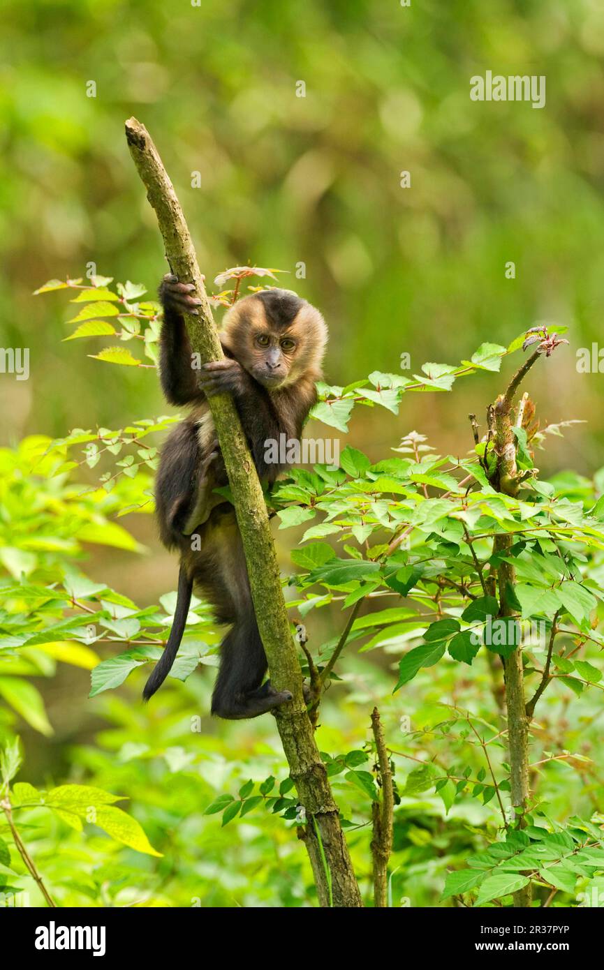 Lion-tailed macaque (Macaca silenus) juvenile, climbing branch, in ...