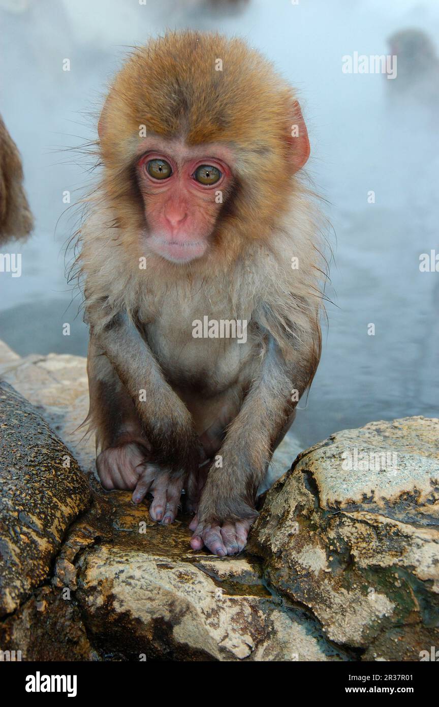 Red-faced macaque, Red-faced macaque, japanese macaque (Macaca fuscata ...