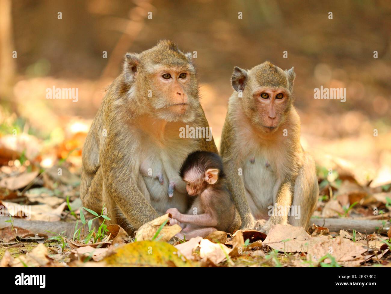 Crab-eating macaques (Macaca fascicularis), Javanese monkeys, Long-tailed macaque, Monkeys ...