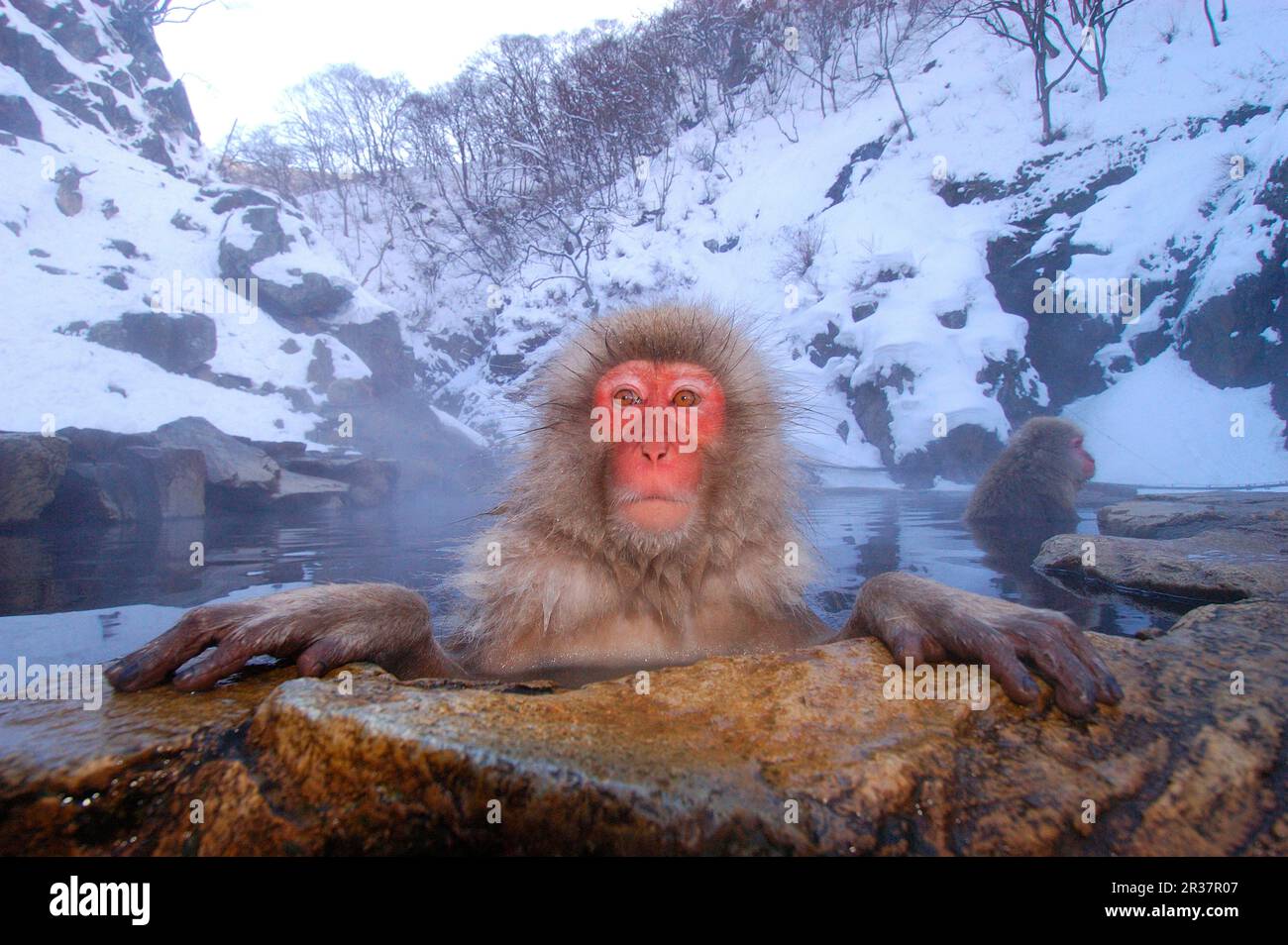 Red-faced macaque, Red-faced macaque, japanese macaque (Macaca fuscata ...