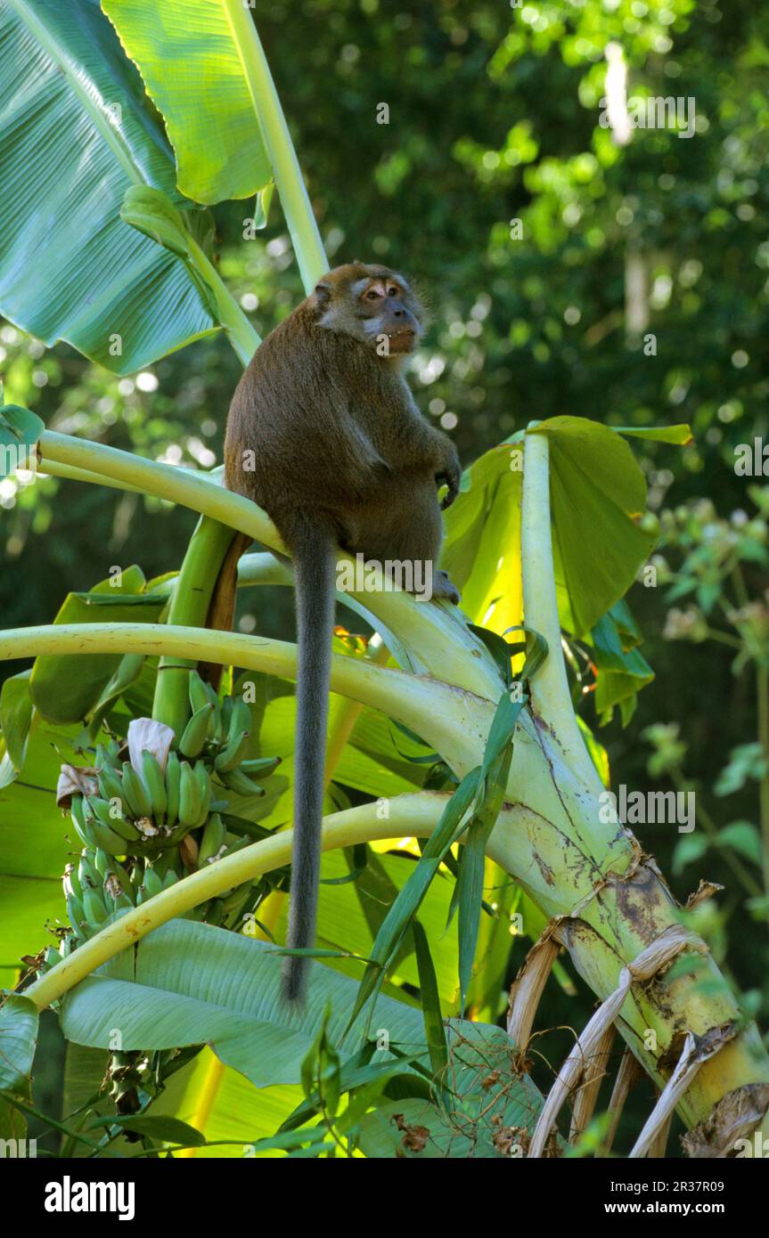 Long-tailed Macaque, Crab-eating Macaque, Javan Monkey, Long-tailed ...