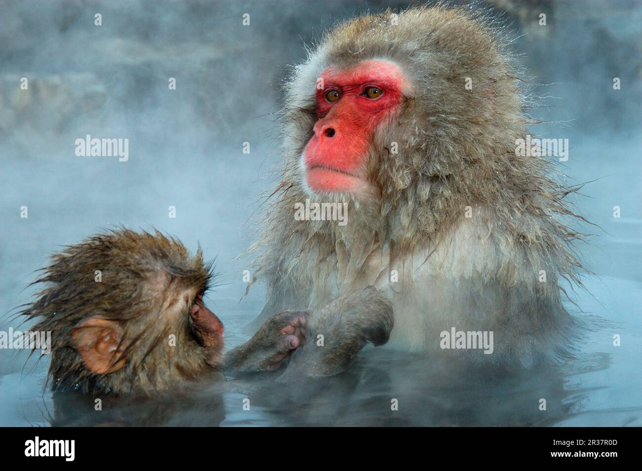 Red-faced macaque, Red-faced macaque, japanese macaque (Macaca fuscata ...