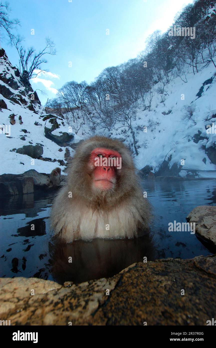 Red-faced macaque, Red-faced macaque, japanese macaque (Macaca fuscata ...