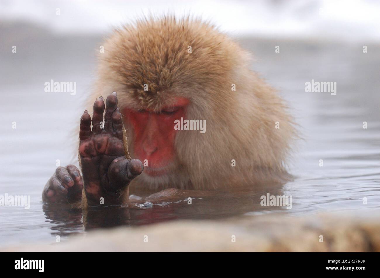 Red-faced macaque, Red-faced macaque, japanese macaque (Macaca fuscata ...