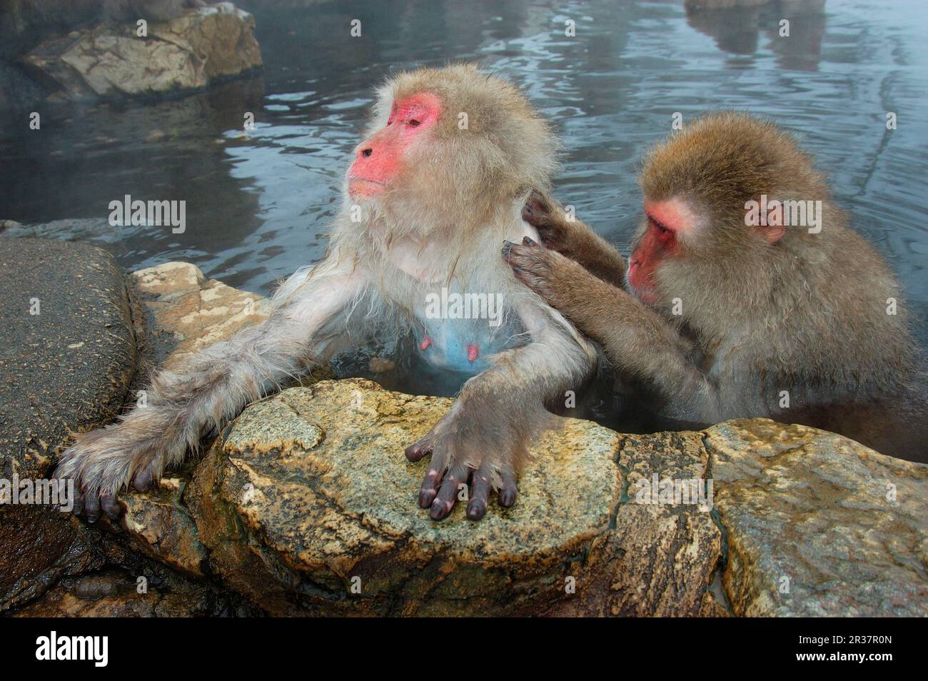 Red-faced macaque, Red-faced macaque, japanese macaque (Macaca fuscata ...