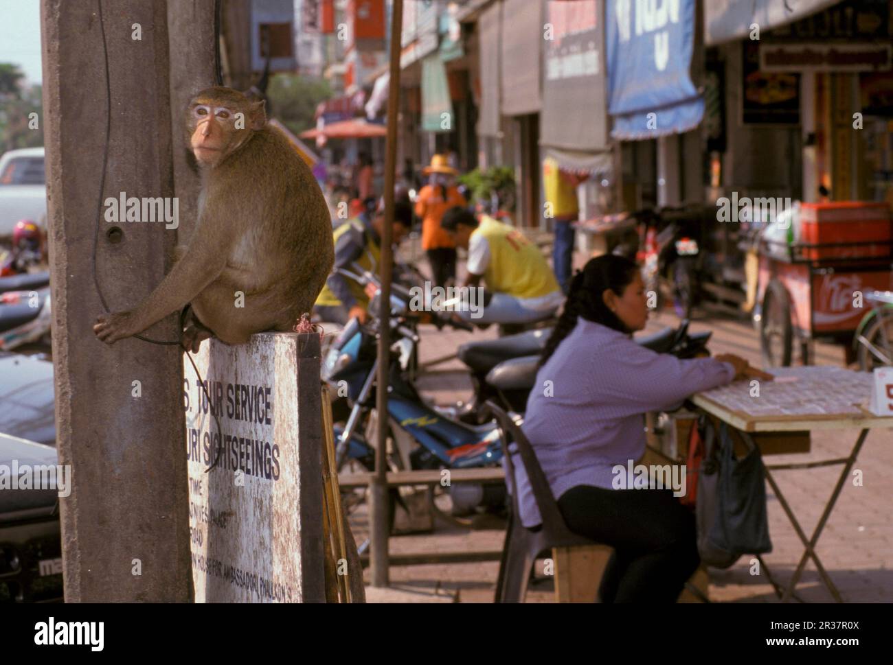 Long-tailed Macaque, Crab-eating Macaque, Javan Monkey, Long-tailed ...