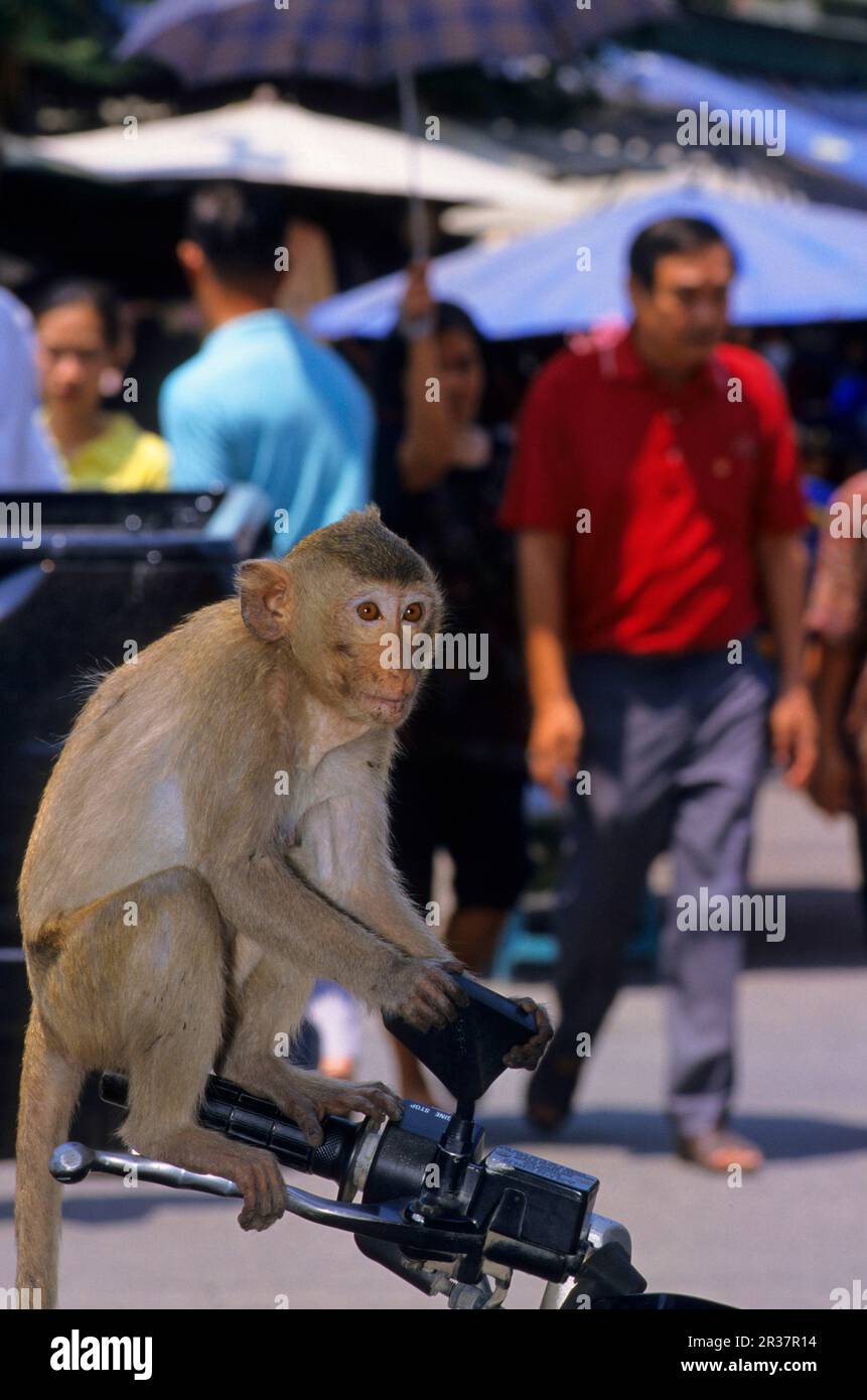 Long-tailed Macaque, Crab-eating Macaque, Javan Monkey, Long-tailed ...