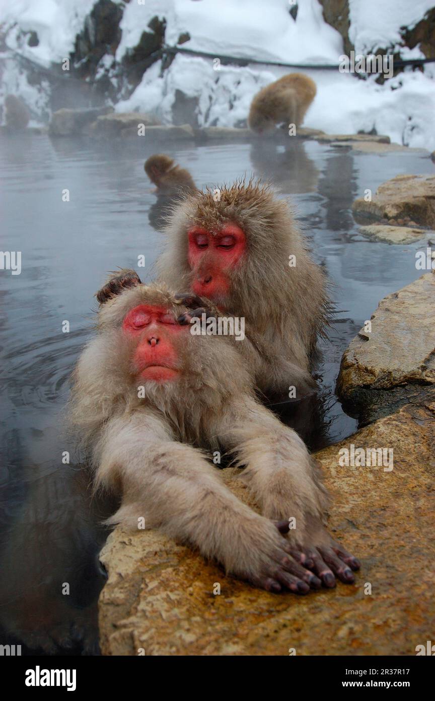 Red-faced macaque, Red-faced macaque, japanese macaque (Macaca fuscata ...