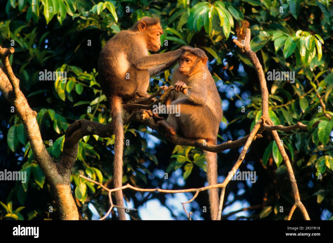 Bonnet macaque (Macaca radiata), Indian hat monkeys, monkeys, macaques ...