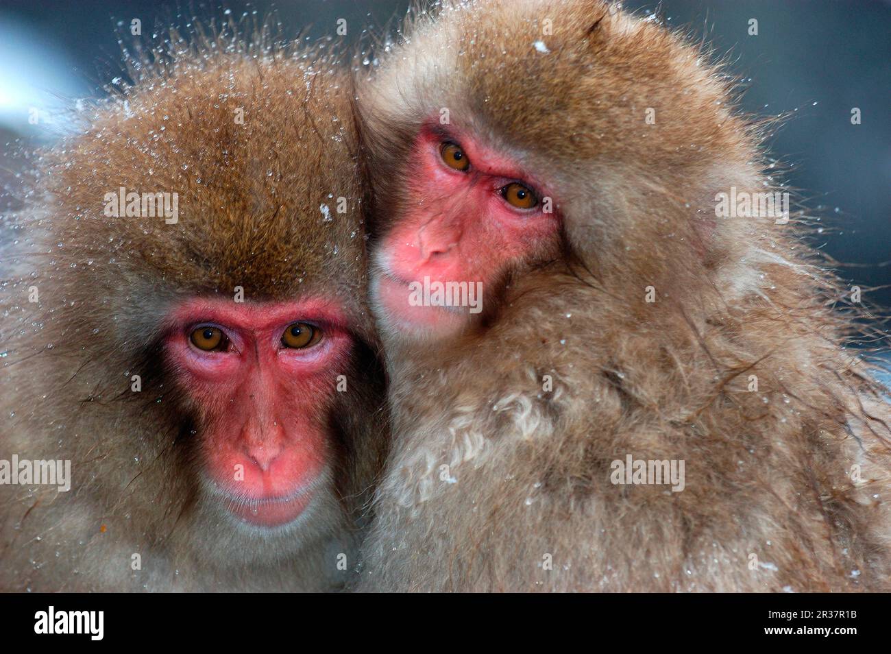 Red-faced macaque, Red-faced macaque, japanese macaque (Macaca fuscata ...