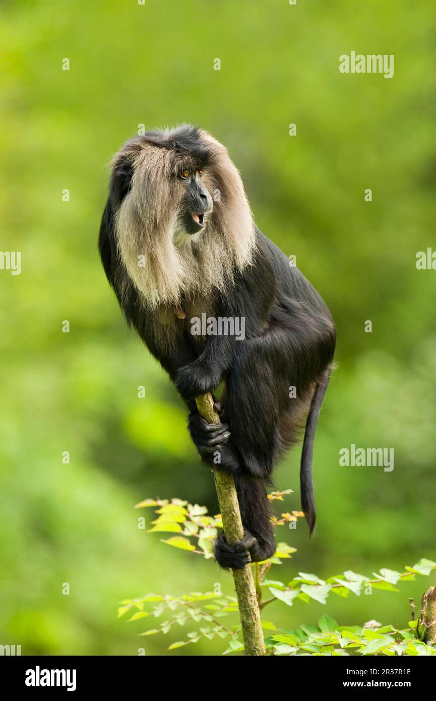 Lion-tailed macaque (Macaca silenus) adult, climbing branch, in ...