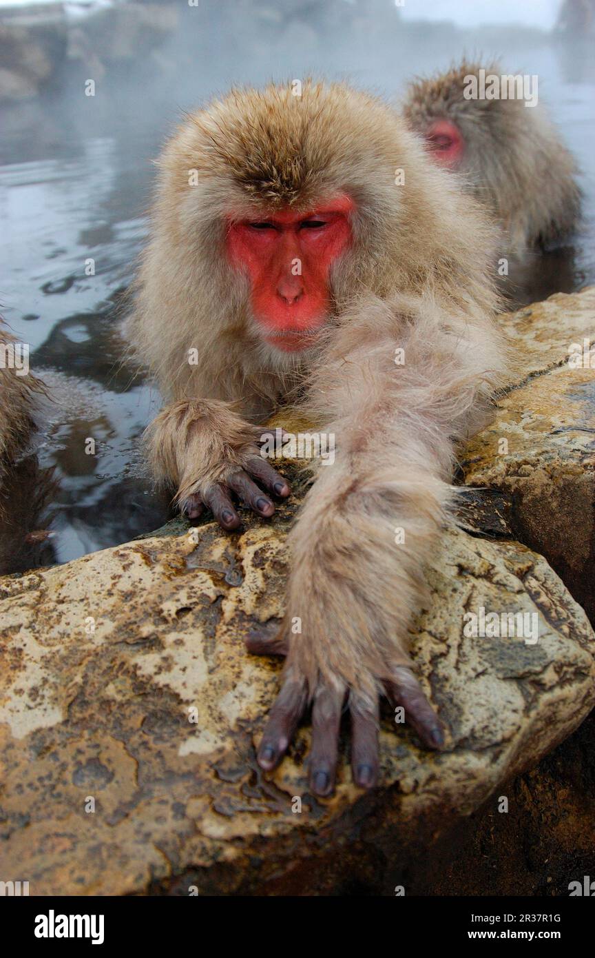 Red-faced macaque, Red-faced macaque, japanese macaque (Macaca fuscata ...